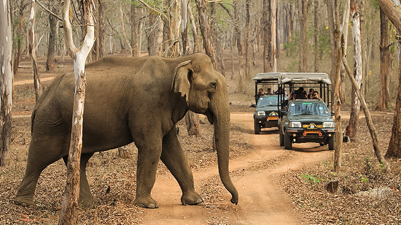 JLR Kabini River Lodge - Comprehensive Guide: Stay, Safari, Packages ...