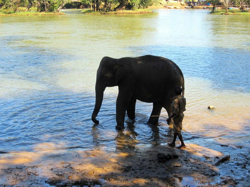 Top 6 Best Elephant Camps in India | Elephant Sanctuaries, National ...