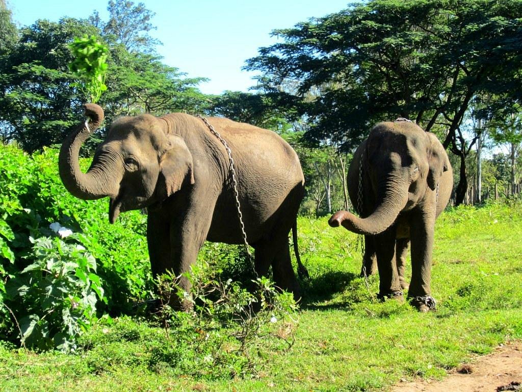 The Ultimate Guide to Dubare Elephant Camp | Coorg Jungle Lodges & Resorts