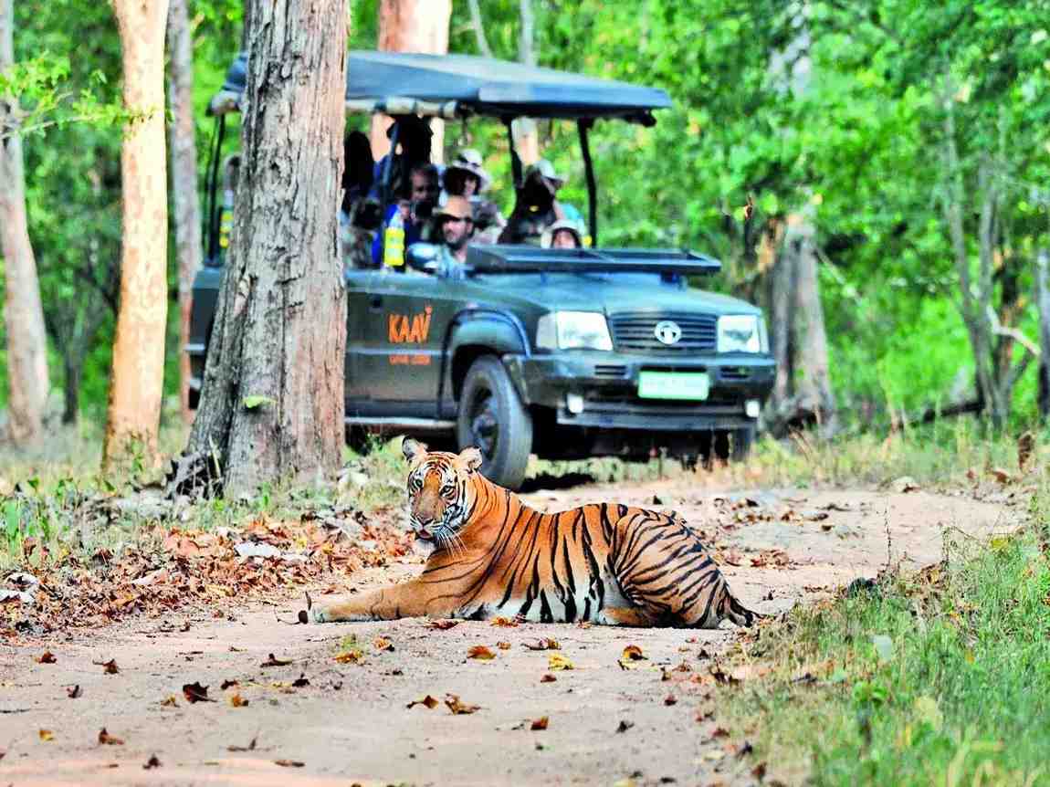 Explore Karnataka’s Best Safari Resorts for Wildlife & Adventure in 2025