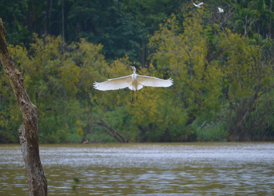 Explore Mandagadde Bird Sanctuary | Jungle Lodges and Resorts Stay