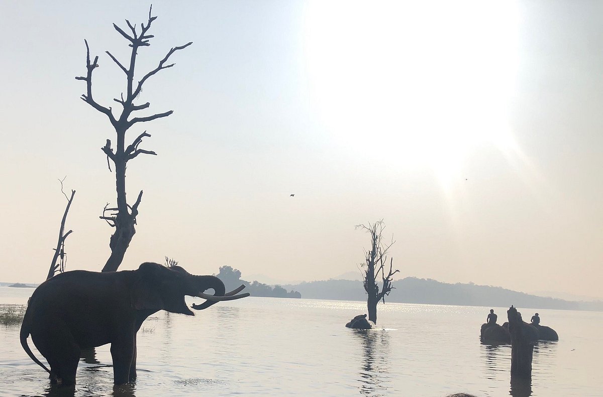 Top 7 Best Elephant Camps in South India - A Comprehensive Guide